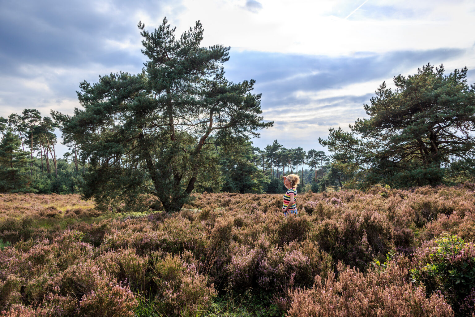 Bloeiende heide op de Veluwe: de mooiste plekken (2026)